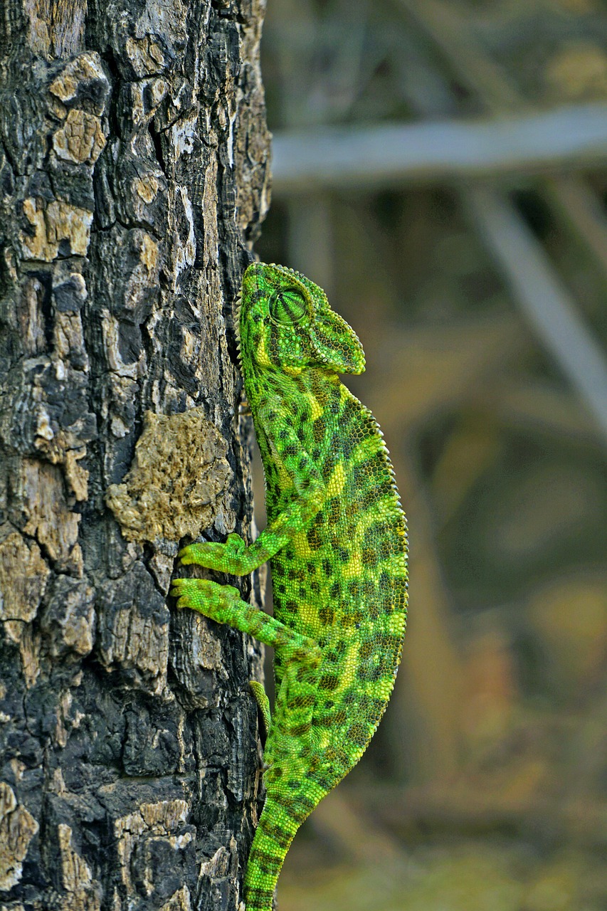 Chameleon Indian Bansara - Free photo on Pixabay