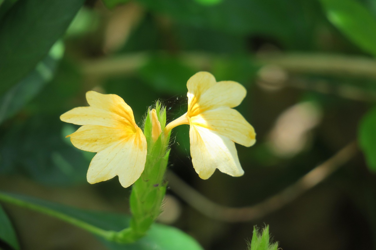 Cross Duke Zhuang Flower Plant - Free photo on Pixabay - Pixabay