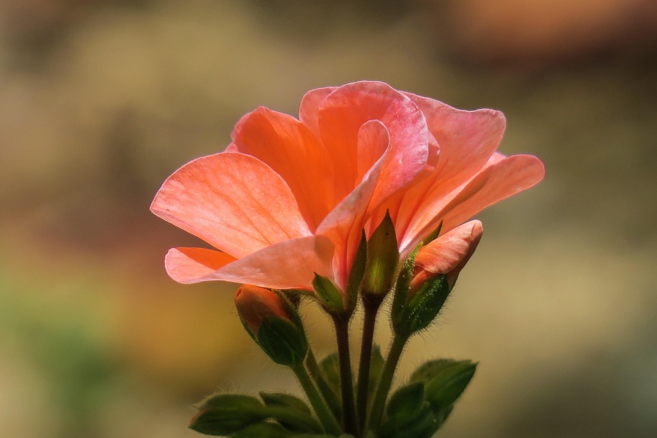 Flower Plant Nature - Free photo on Pixabay
