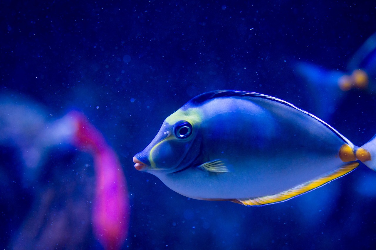 Fish Aquarium Underwater World - Free photo on Pixabay