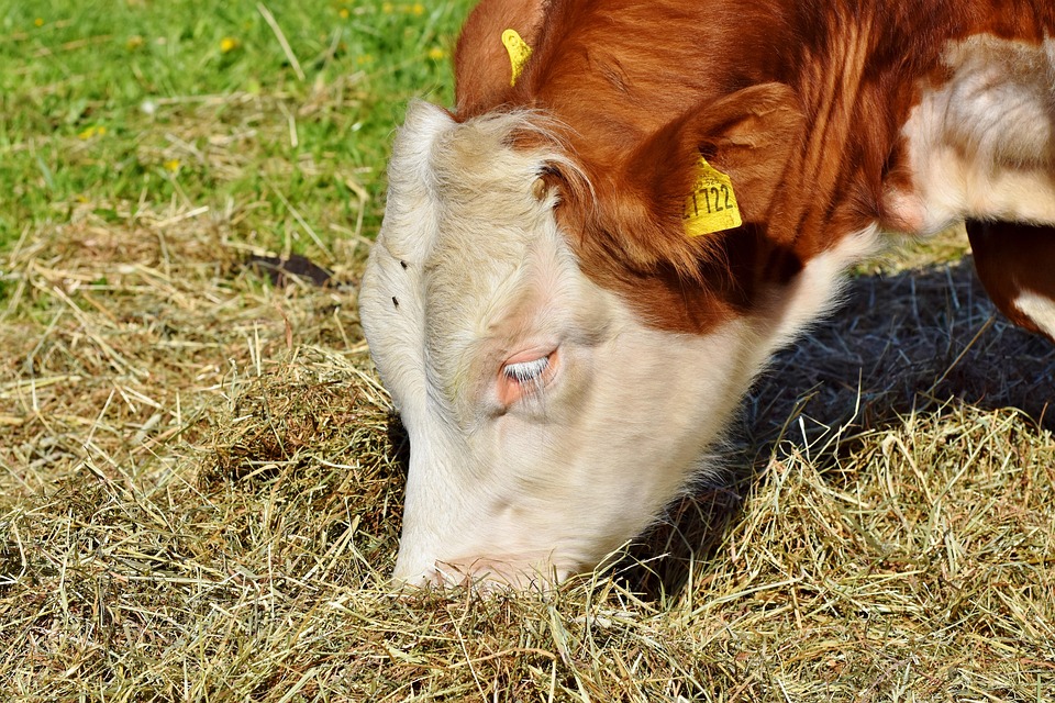 Kuh Rind Grasen - Kostenloses Foto auf Pixabay - Pixabay