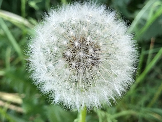 Pusteblume Natur Nahaufnahme - Kostenloses Foto auf Pixabay - Pixabay
