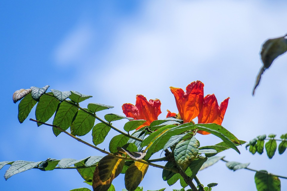 Flame Wood Nature Plant - Free photo on Pixabay - Pixabay
