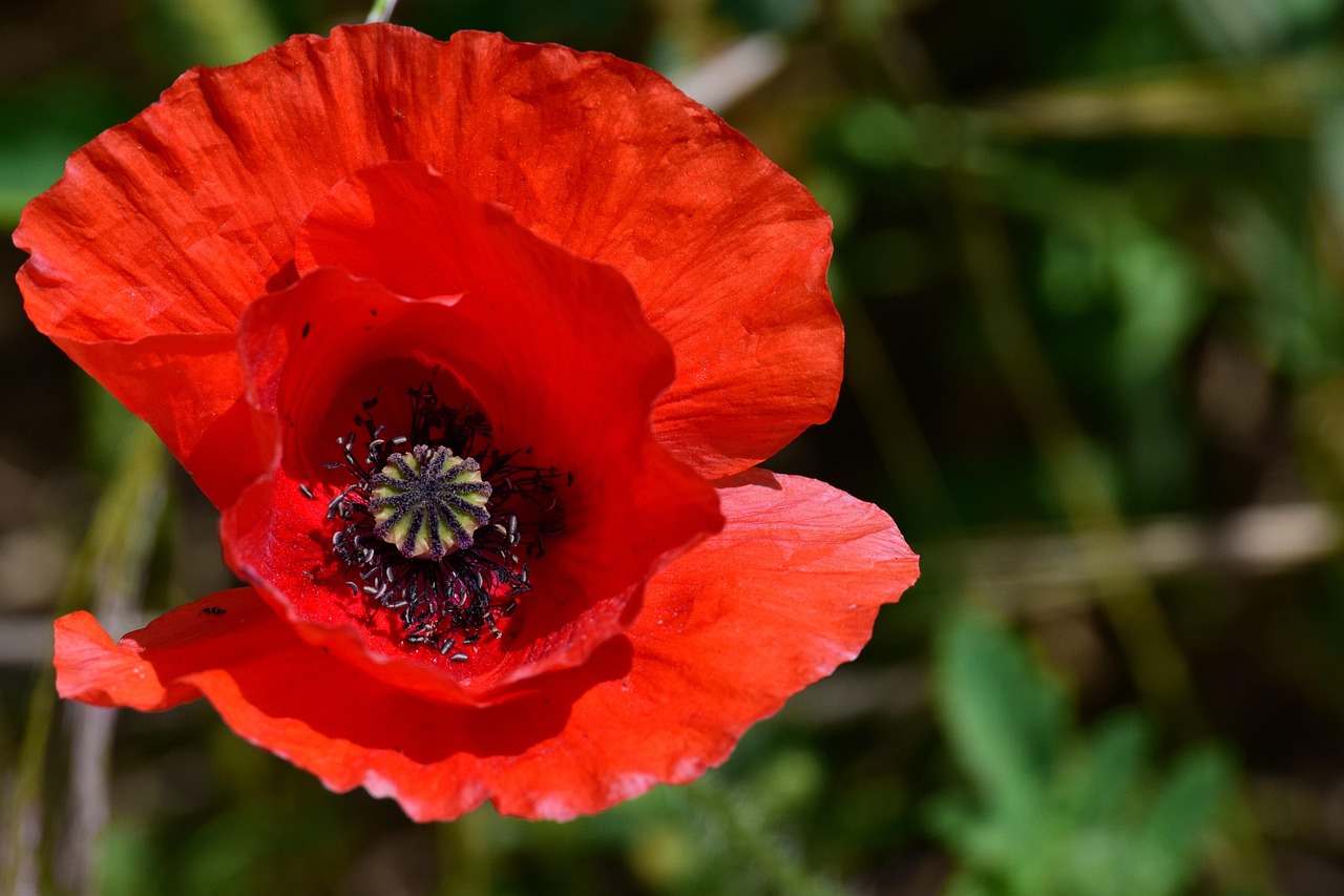 500+ Free Orange Poppy & Poppy Images - Pixabay