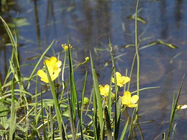 Flor Amarela Lake Shore Lago - Foto gratuita no Pixabay - Pixabay