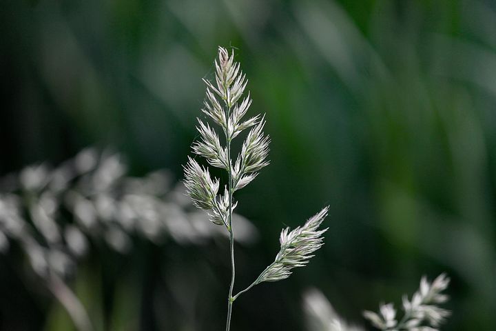 200+ Free Spike Grass & Spike Images - Pixabay