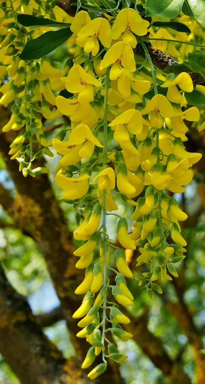 100+ Free Laburnum & Nature Images - Pixabay