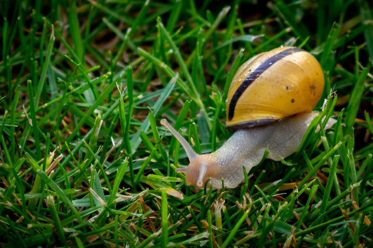 Snail Helicidae Shell Creeping - Free photo on Pixabay - Pixabay