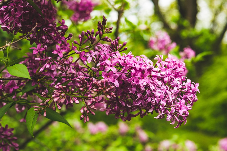 Lilac Purple Flower - Free photo on Pixabay