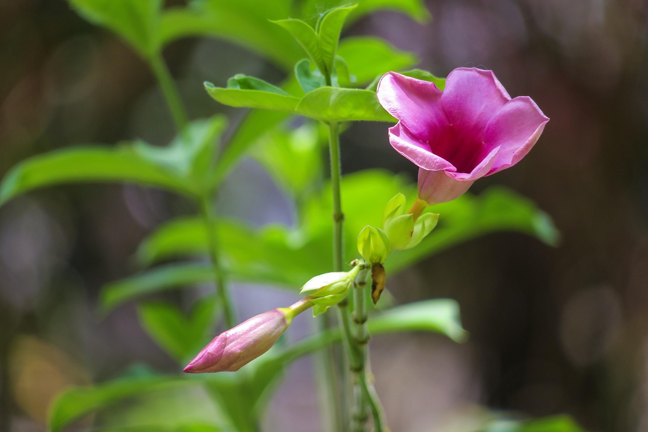 Desert Rose Nature Plant - Free photo on Pixabay - Pixabay