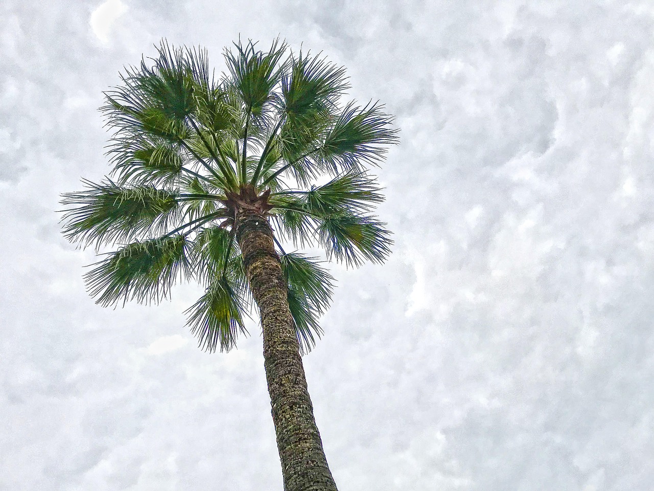 Palm Tree Heaven Clouds - Free photo on Pixabay Palm Tree Heaven Clouds - Free photo on Pixabay