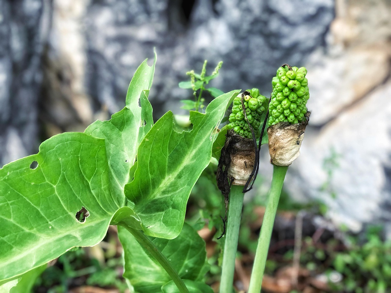 Betterave Vert Belle La - Photo gratuite sur Pixabay - Pixabay