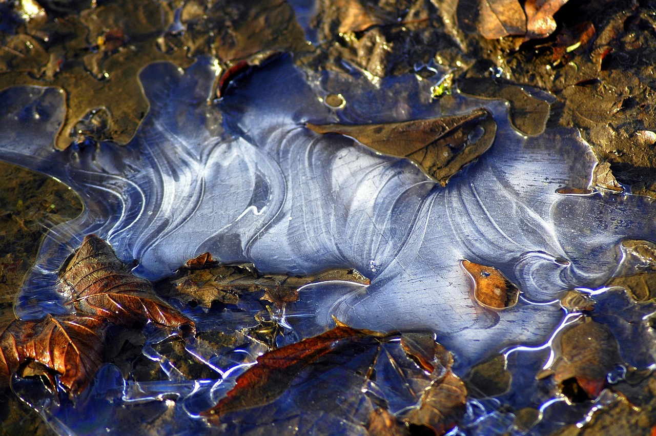 Ice Leaves - Free photo on Pixabay - Pixabay