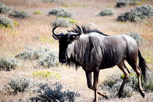 70+ Free Wildebeest & Africa Images - Pixabay