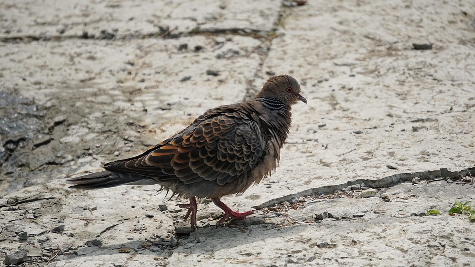 Wild Dove Taube Park - Kostenloses Foto auf Pixabay