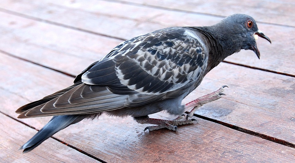 Taube Vogel Stift - Kostenloses Foto auf Pixabay - Pixabay