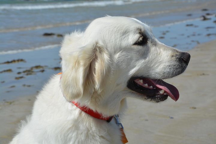 300+ Free Profile Dog & Dog Images - Pixabay