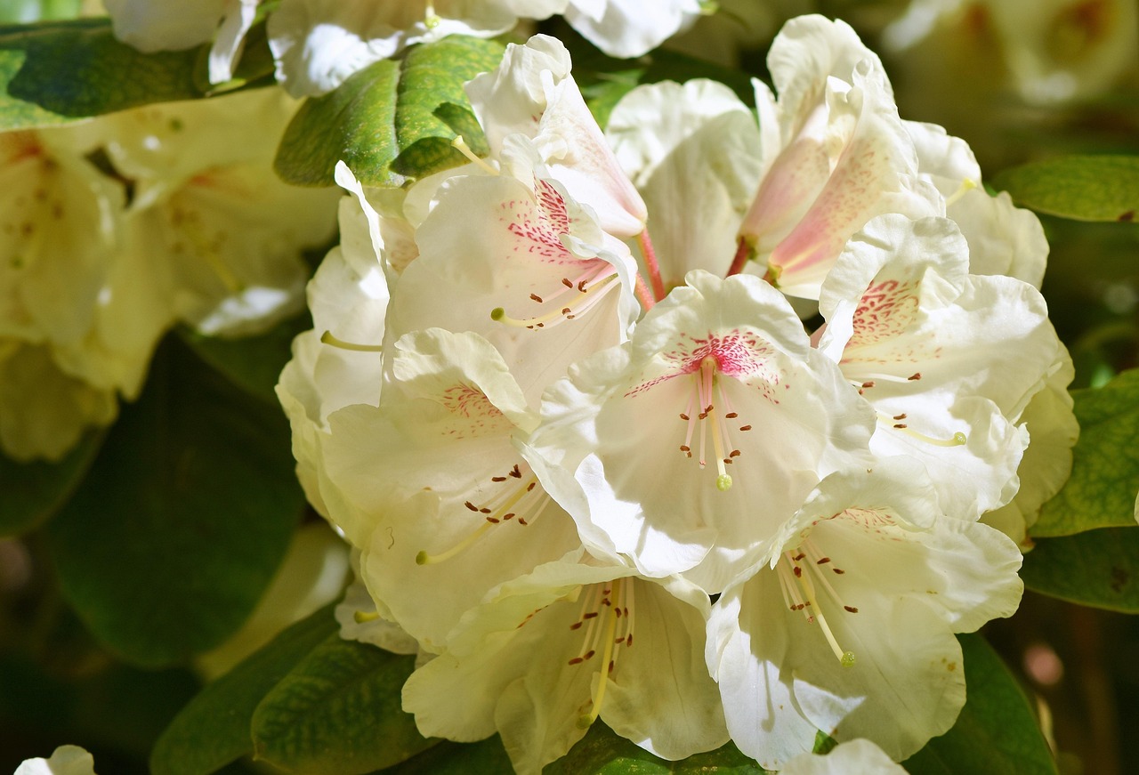 1,000+ Free Rhododendron & Bloom Images - Pixabay