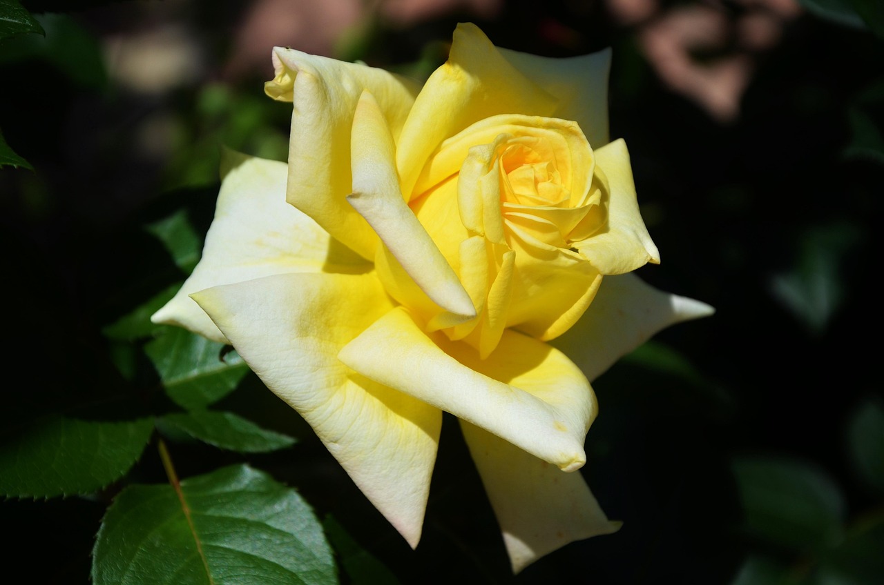 400+ Free Violet Roses & Nature Images - Pixabay