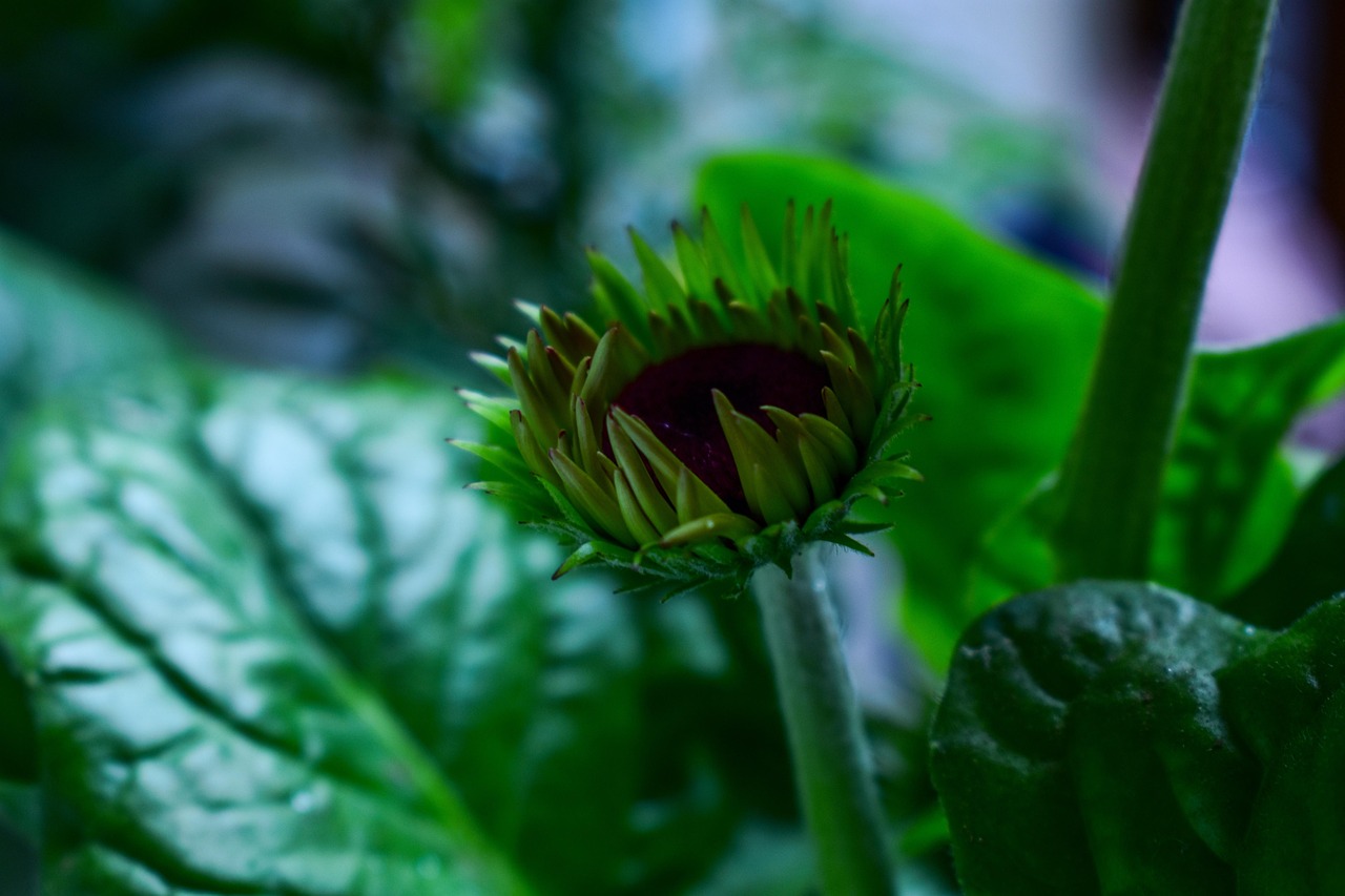 Pétale Fleur La - Photo gratuite sur Pixabay - Pixabay