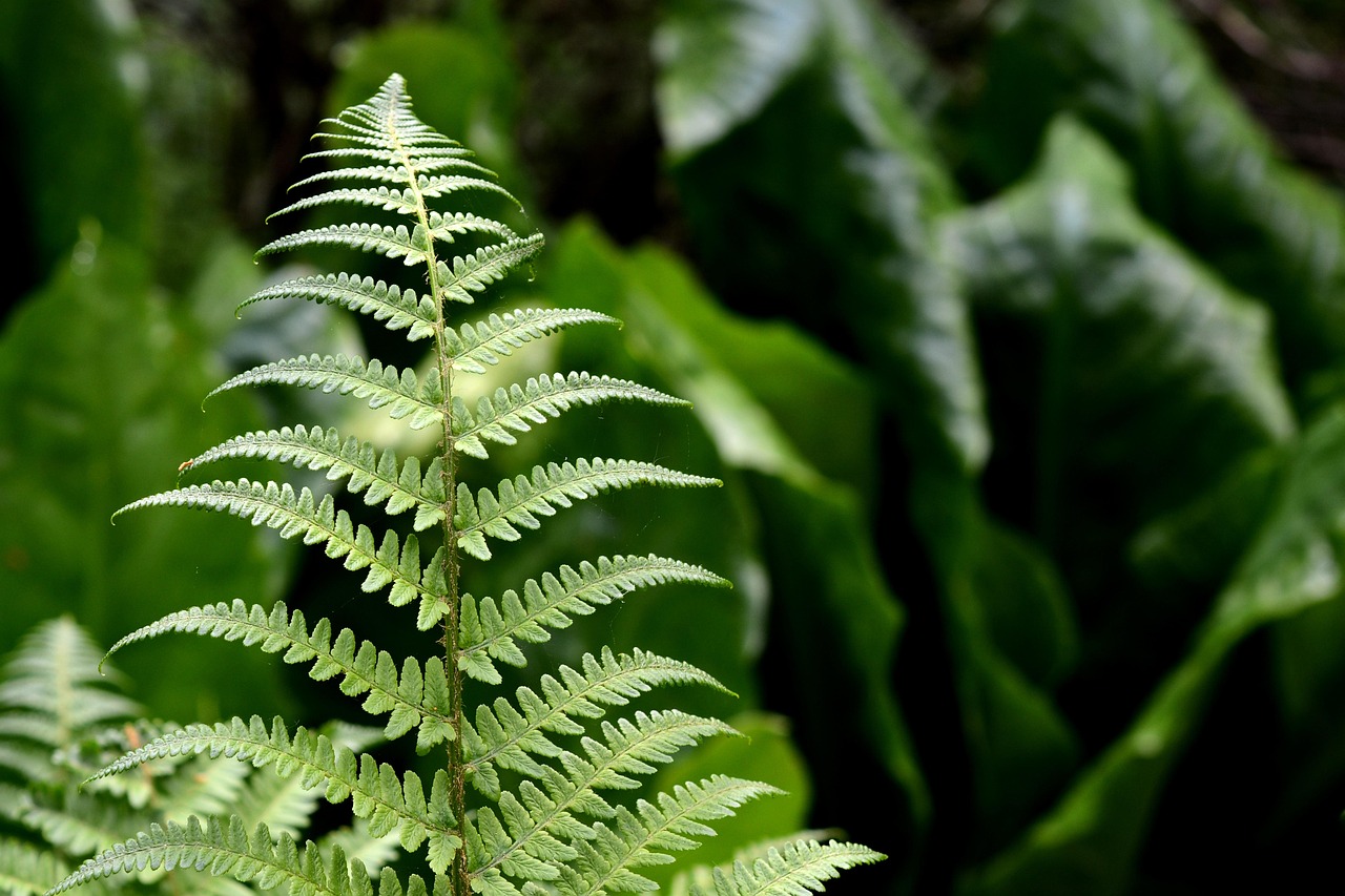 Samambaia Plantar Natureza - Foto gratuita no Pixabay - Pixabay