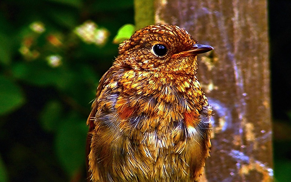 Kleiner Vogel Spevavý Baum · Kostenloses Foto auf Pixabay