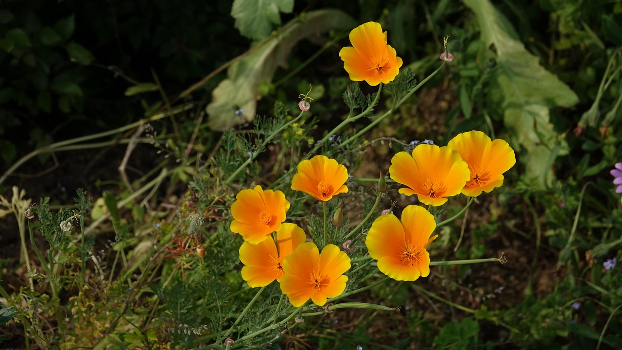 Flower Worry Calendula Officinalis - Free photo on Pixabay - Pixabay