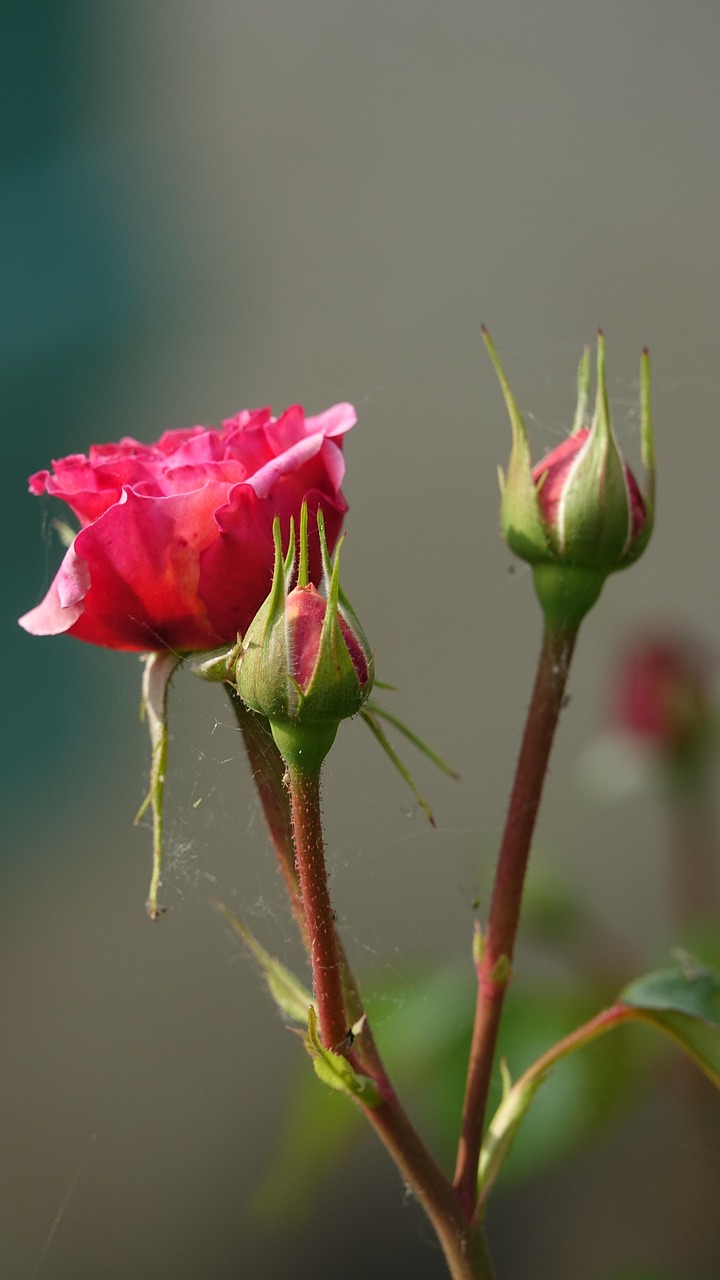 Pink Bunga Alam - Foto gratis di Pixabay - Pixabay