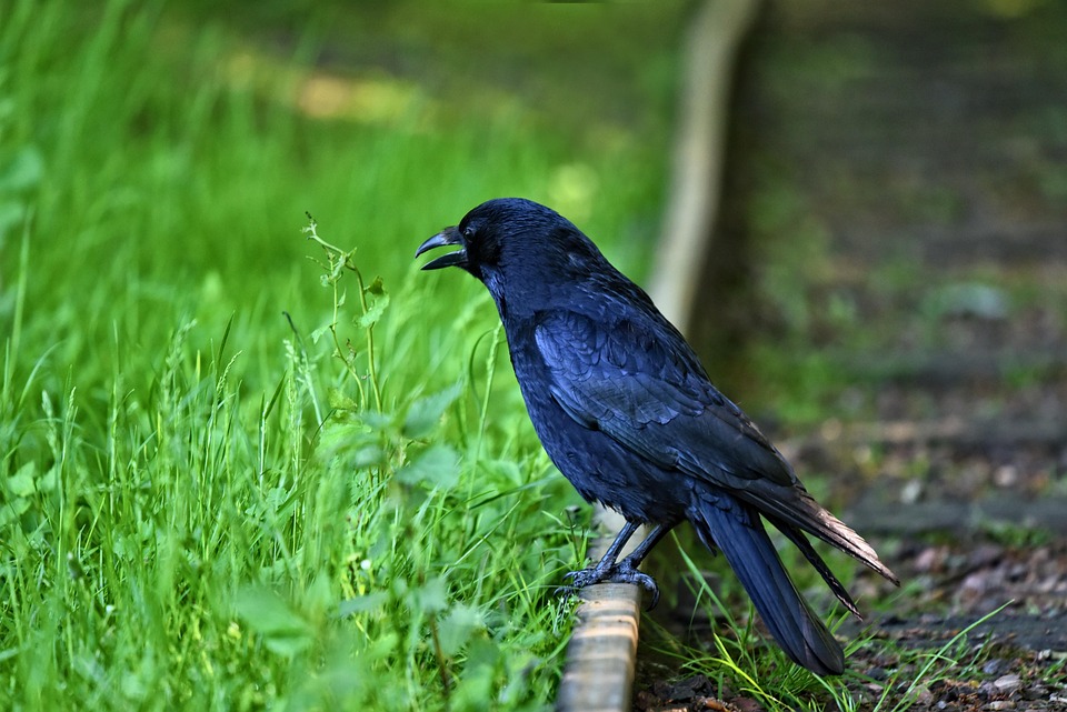 Crow Bird Animal - Free photo on Pixabay