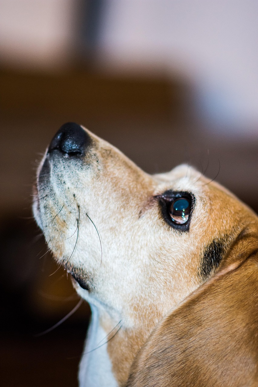 Chien Chiot Animal De - Photo gratuite sur Pixabay - Pixabay