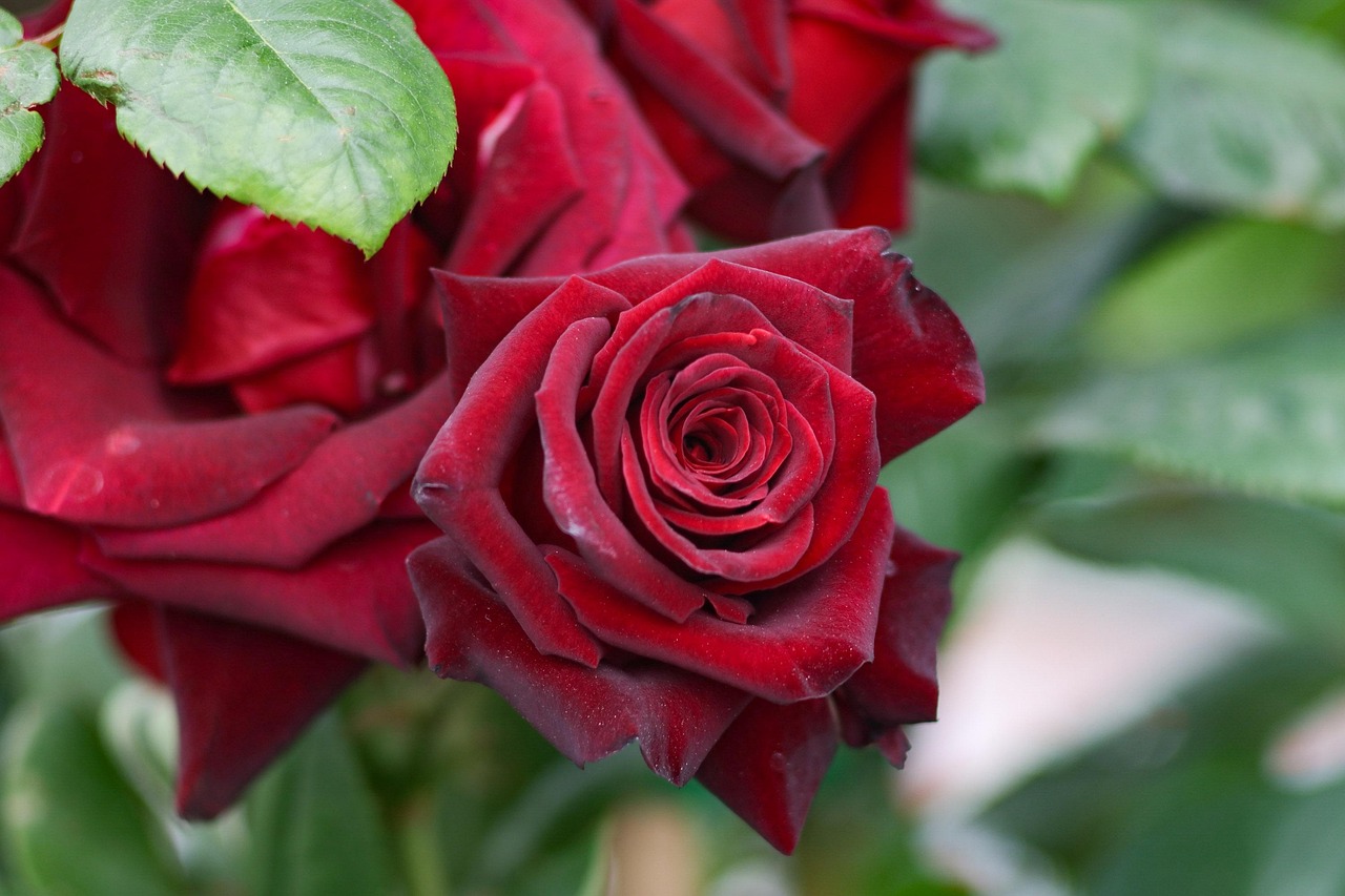 Rose Flowers Bouquet - Free photo on Pixabay