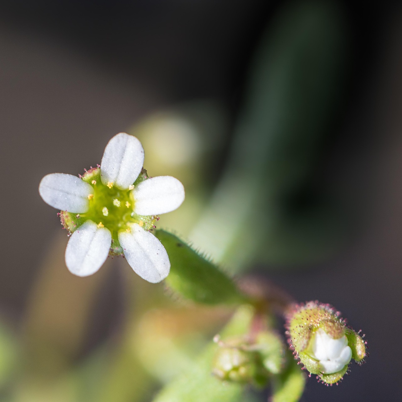 Fleur Blanche Nature - Photo gratuite sur Pixabay - Pixabay
