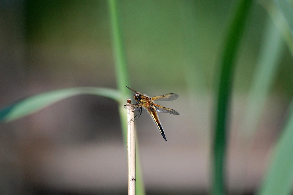 Dragonfly Beetle Nature - Free photo on Pixabay - Pixabay