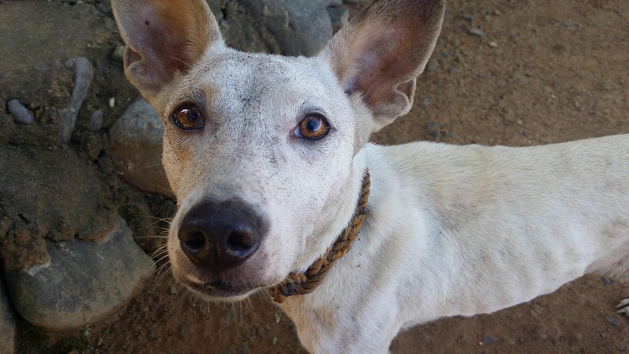 Cachorro Canino Mamífero Bicho De - Foto gratuita no Pixabay - Pixabay