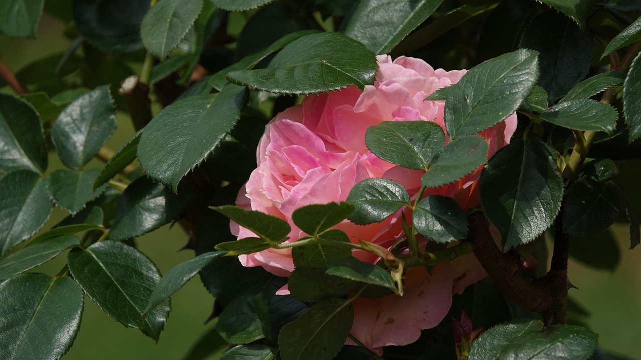 Pink Daun-Daun Hijau Taman - Foto gratis di Pixabay - Pixabay