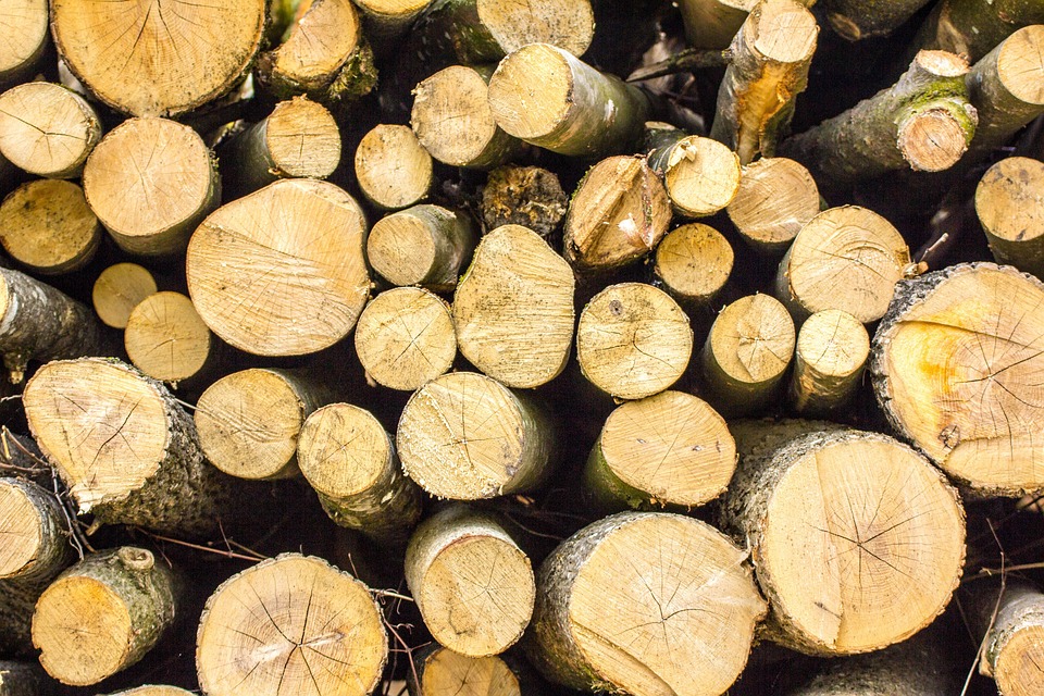 Wood Tree Nature - Free photo on Pixabay