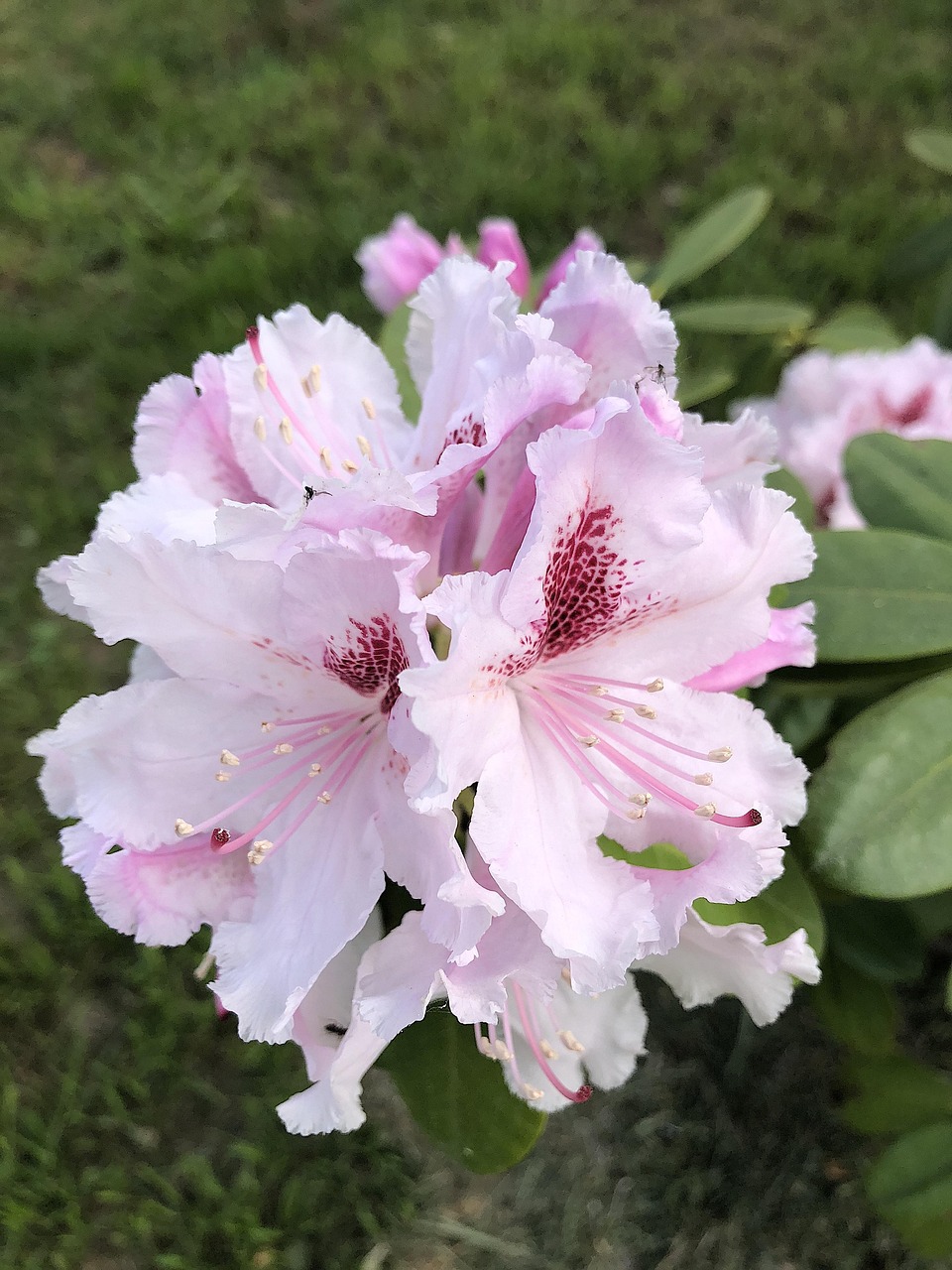 Rhododendrons Azalea Azaleas - Free photo on Pixabay