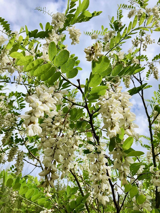 Robinia Bloomed Flourished Black - Free photo on Pixabay