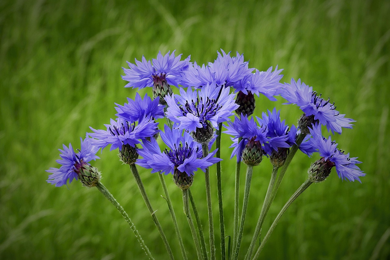 Meer dan 300 gratis afbeeldingen van Veldbloemen en Natuur - Pixabay