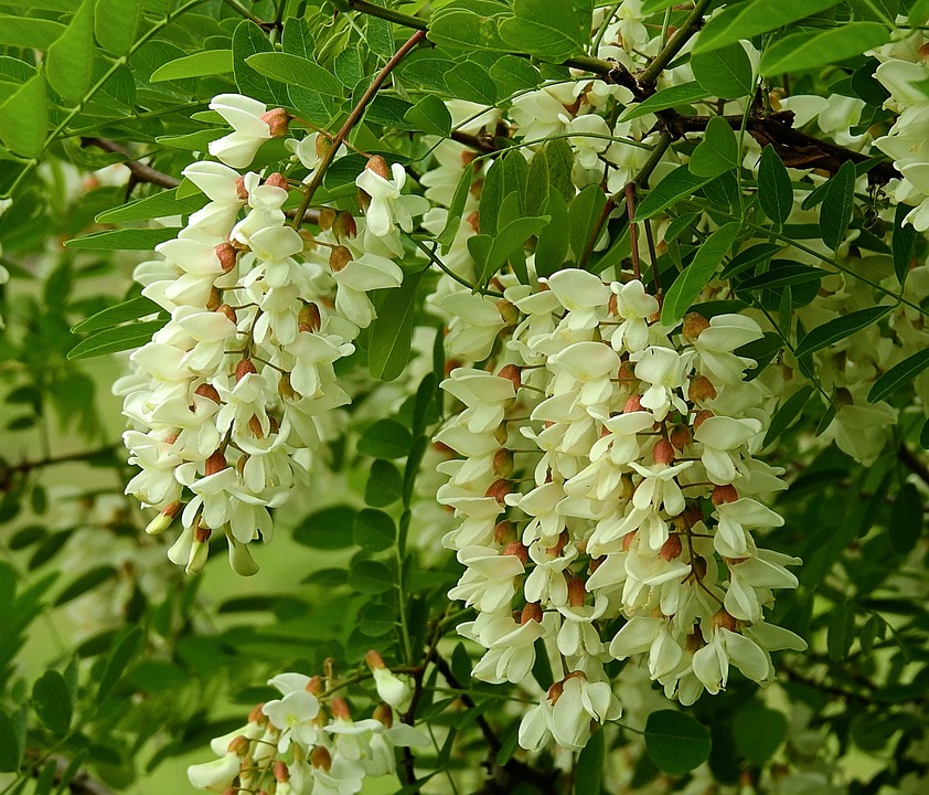 Acacia Flowering Nature - Free photo on Pixabay