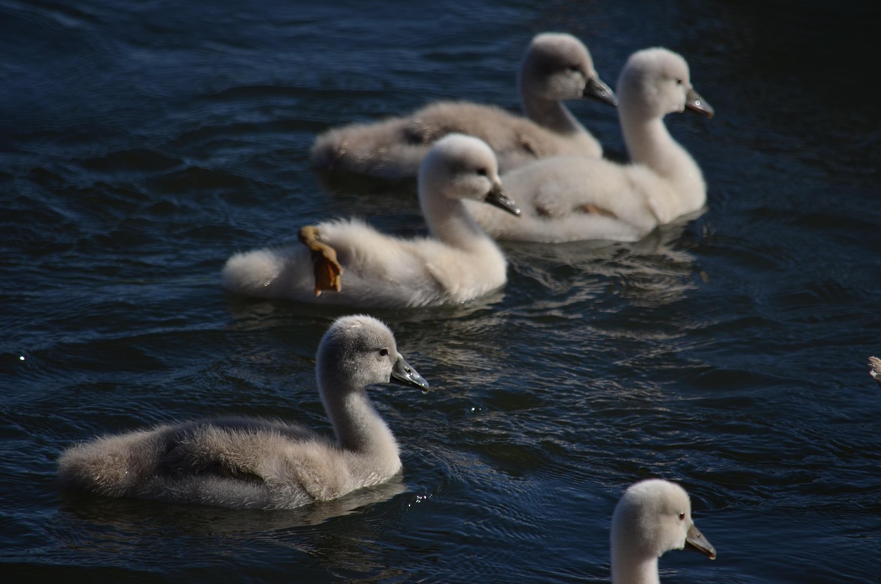 Fry Of Swan Chicks - Free photo on Pixabay - Pixabay