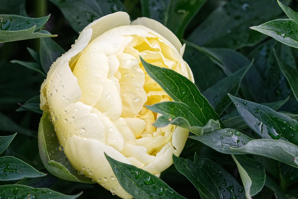 Bush Peony Flower Double - Free photo on Pixabay