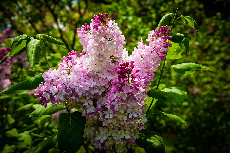 Lilac Flower Garden - Free photo on Pixabay