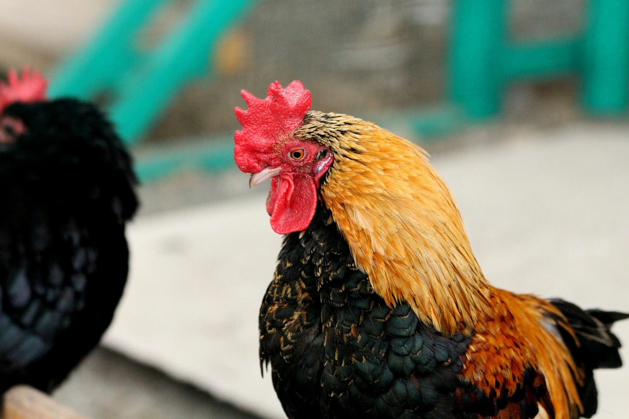 Gallo Pájaro Ave Domestica - Foto gratis en Pixabay - Pixabay