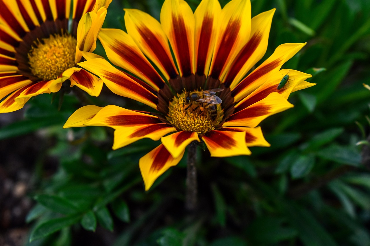 Flower Beautiful - Free photo on Pixabay - Pixabay