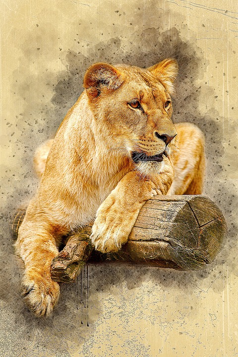 Africa Animal Big - Free photo on Pixabay