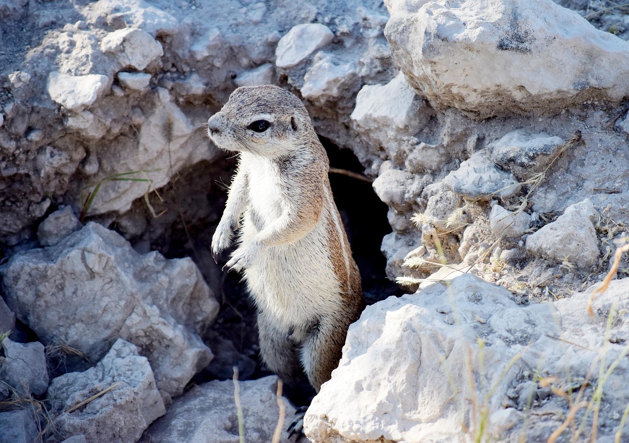 Squeeral Small Animal - Free photo on Pixabay - Pixabay