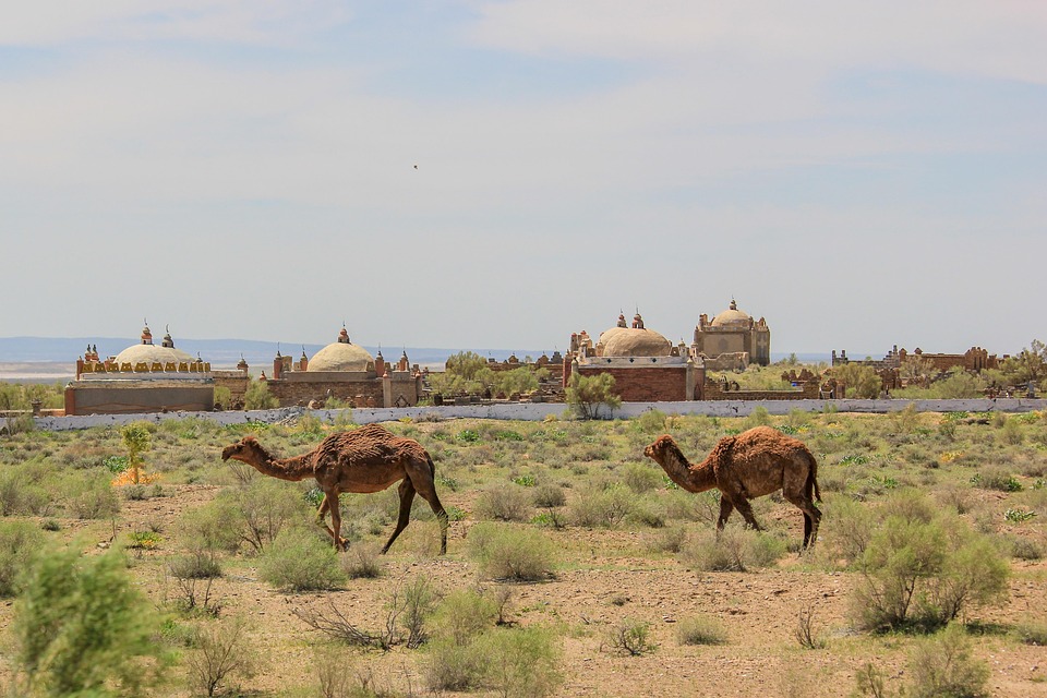 Camel Desert Animals - Free photo on Pixabay - Pixabay