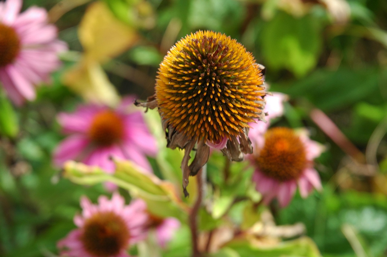 Blumen Natur Rosa - Kostenloses Foto auf Pixabay - Pixabay