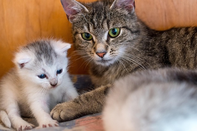 Kätzchen Katze Junge - Kostenloses Foto auf Pixabay - Pixabay